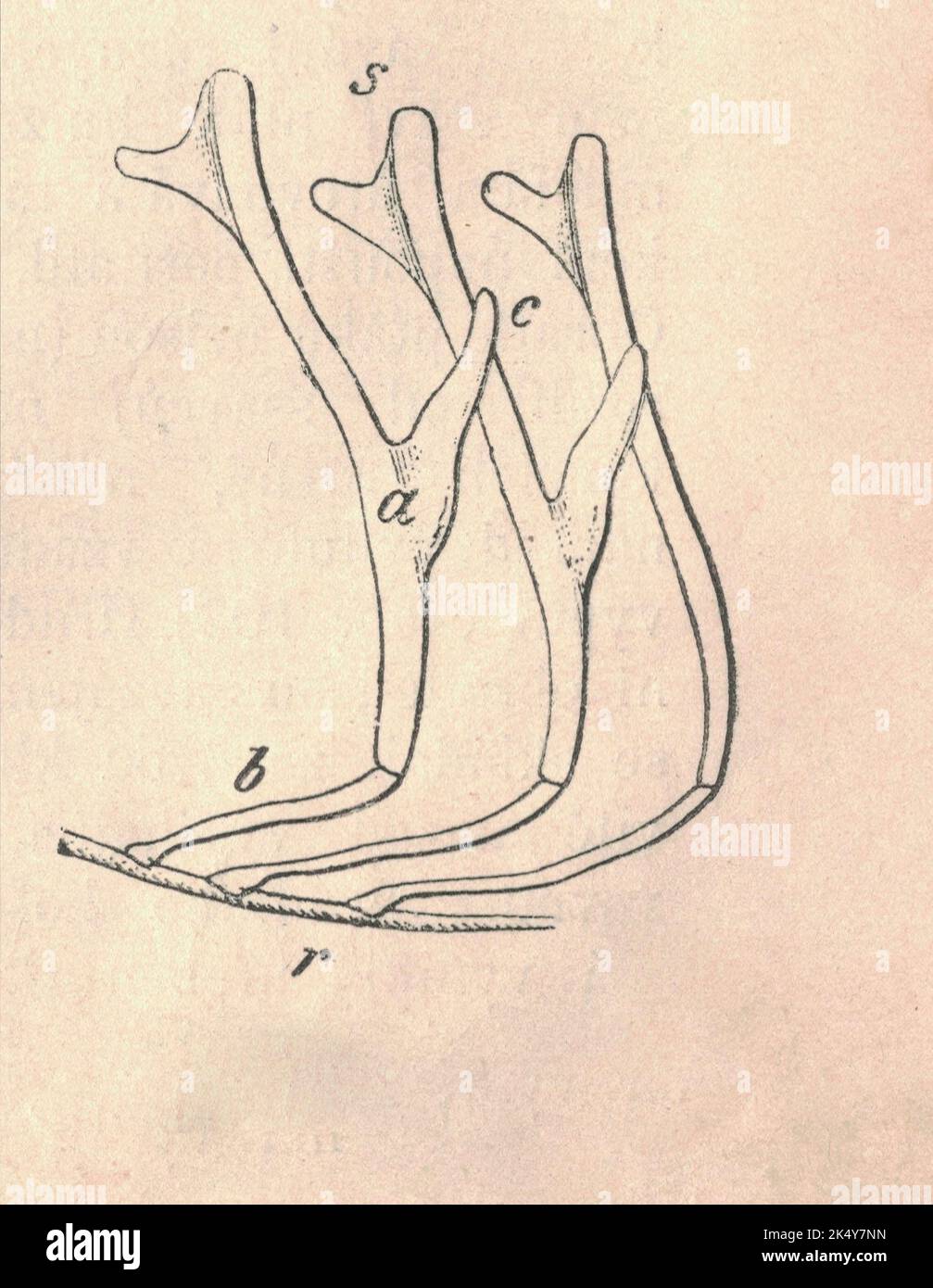 Antique engraved illustration of the bird ribs. Vintage illustration of ...