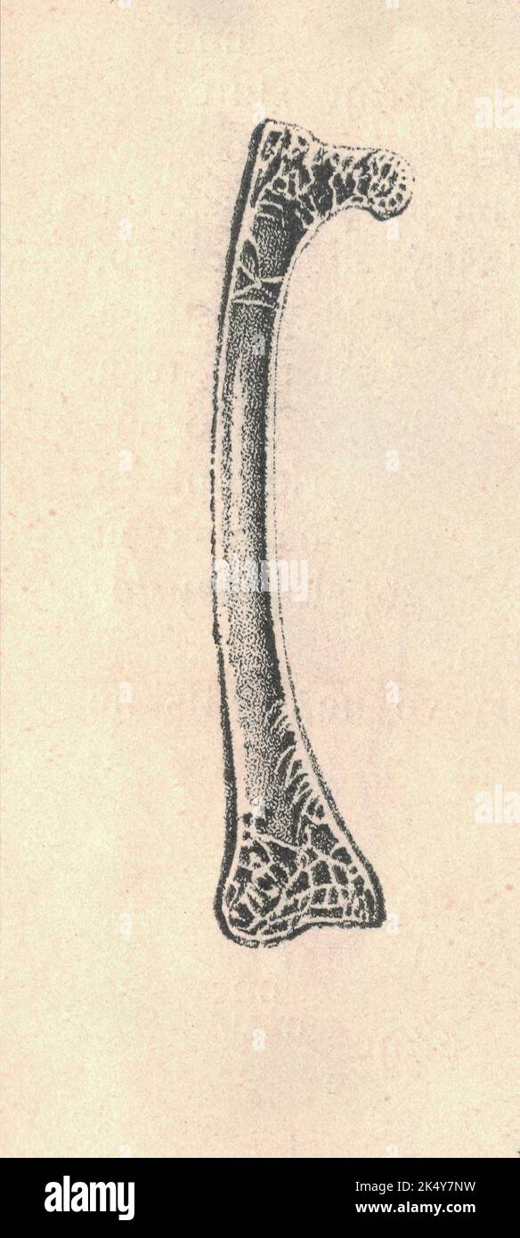 Antique engraved illustration of the bird thigh bone (Kivi). Vintage ...