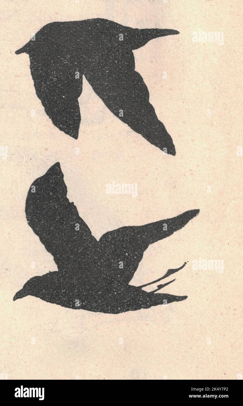 Antique engraved illustration of the rook's silhouette. Vintage ...