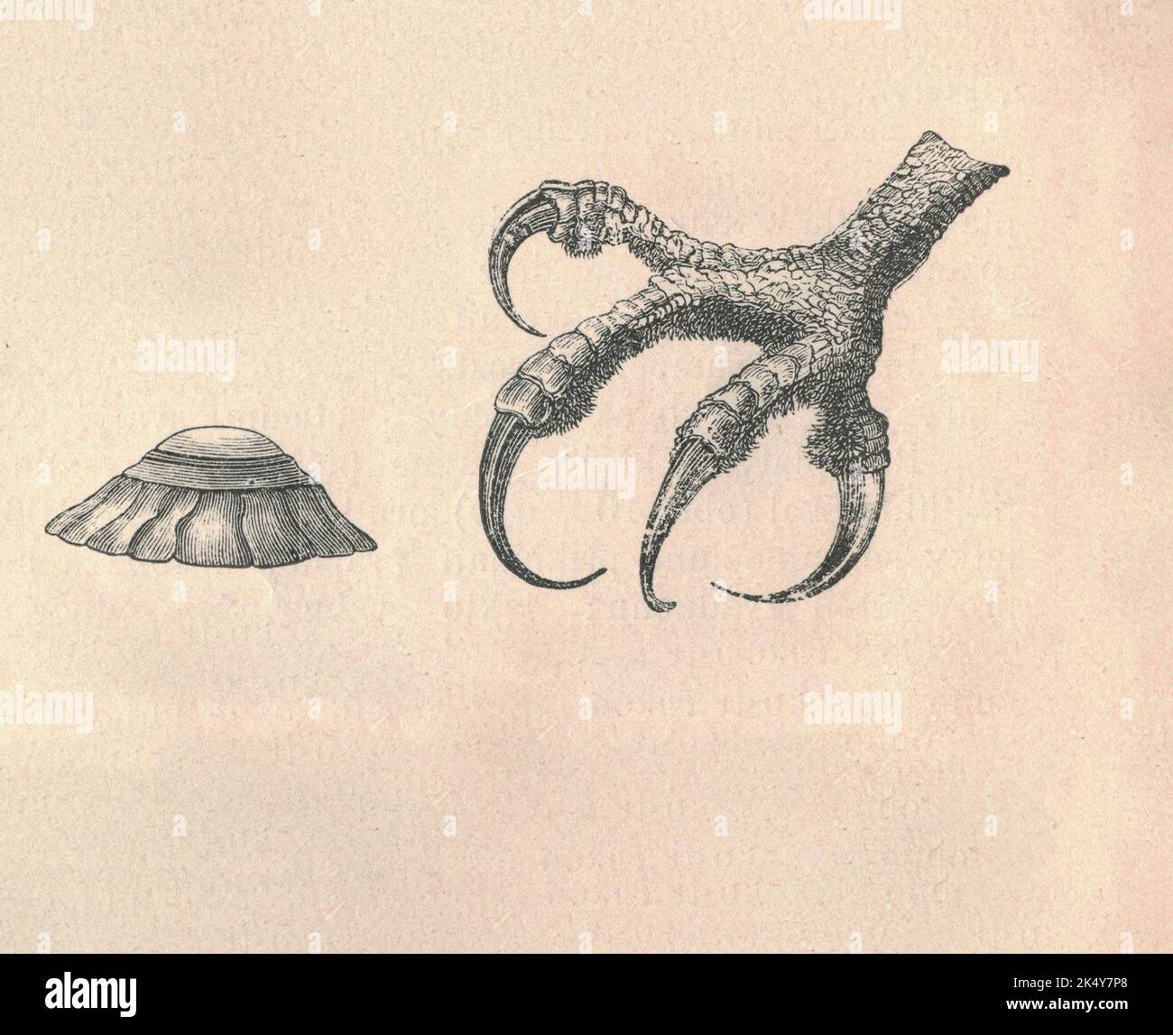 Antique engraved illustration of the bird eye and the falcon talon ...