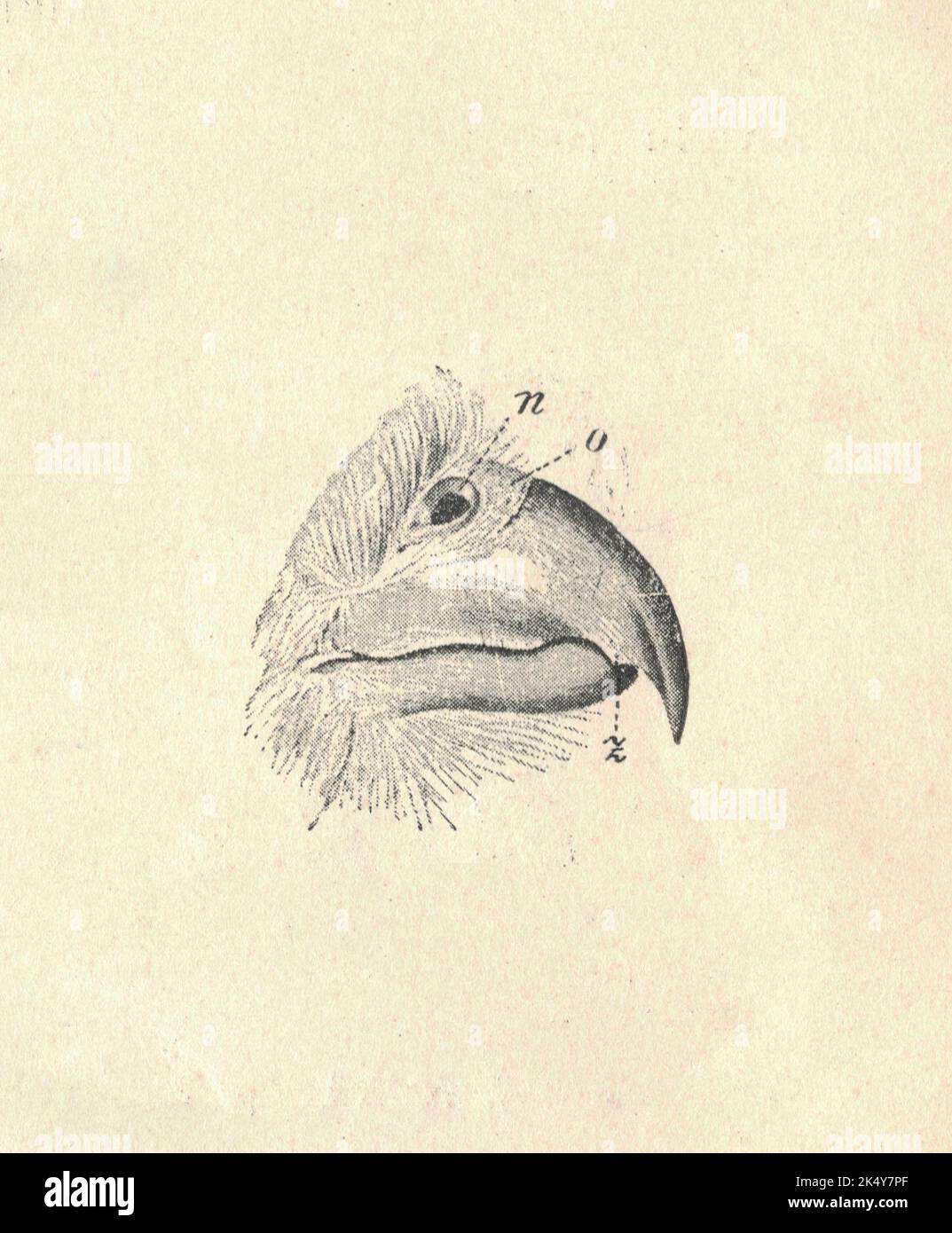 Antique engraved illustration of the falcon hooked beak. Antique ...