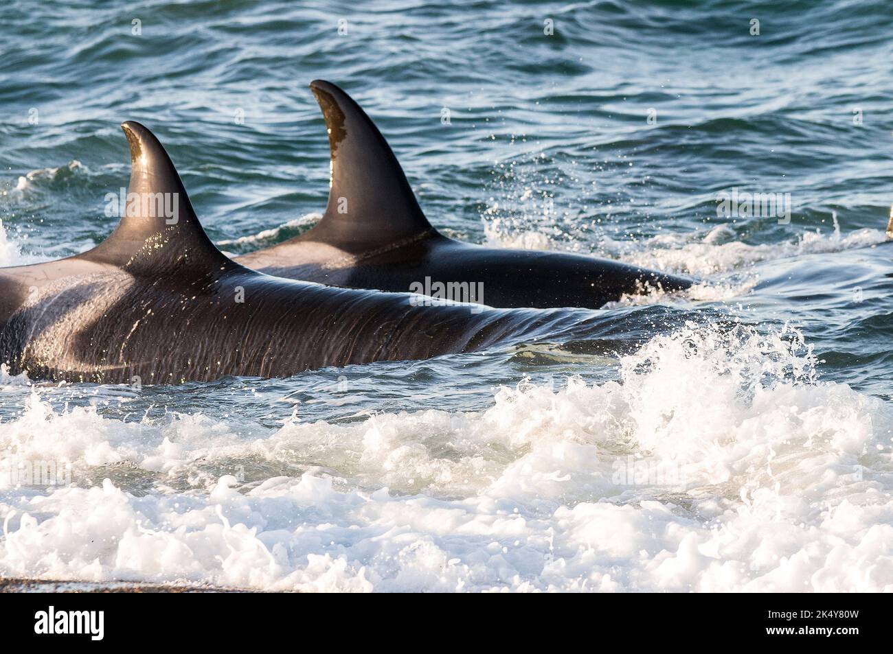 Killer whale hunting sea lions, Peninsula Valdes, Unesco World Heritade ...