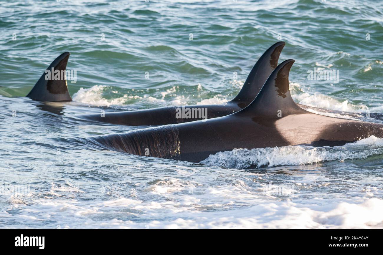 Killer whale hunting sea lions, Peninsula Valdes, Unesco World Heritade ...