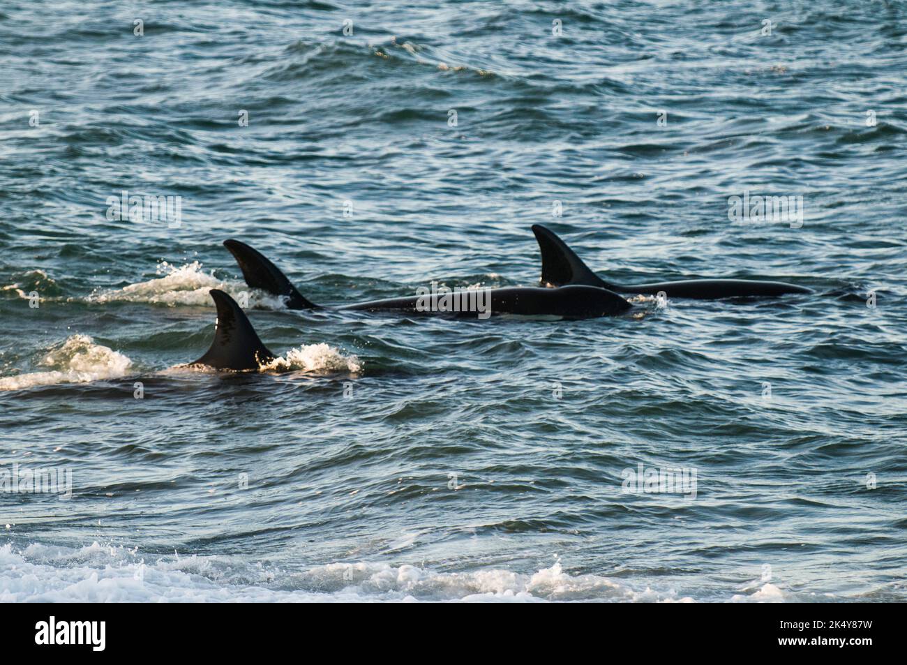 Killer whale hunting sea lions, Peninsula Valdes, Unesco World Heritade ...