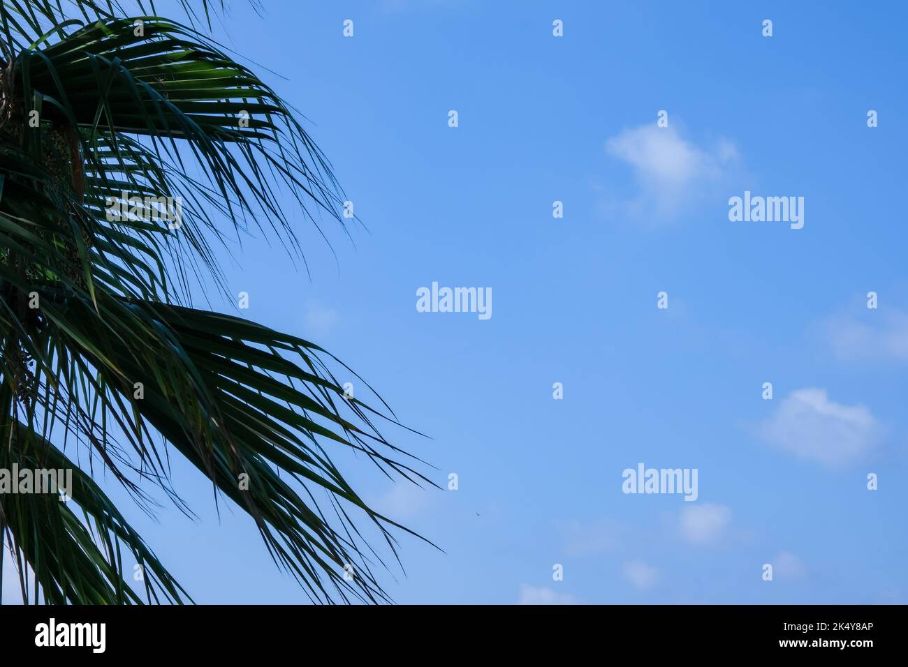 Palm silhouette, blue cloudy sky on background, holiday concept with ...