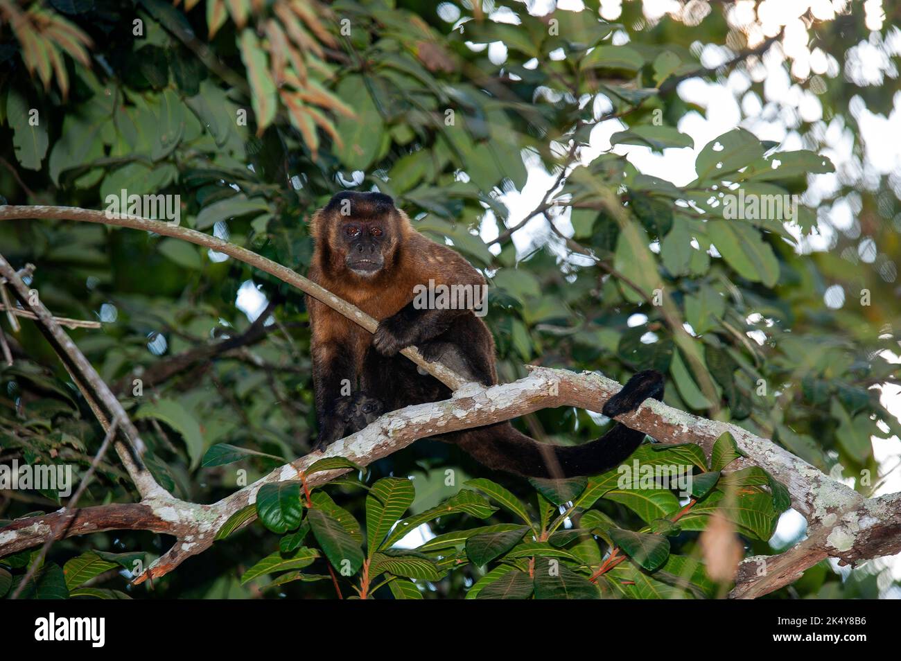 Capuchin monkey (Cebus libidinosus) is a commom monkey at Rio Doce ...