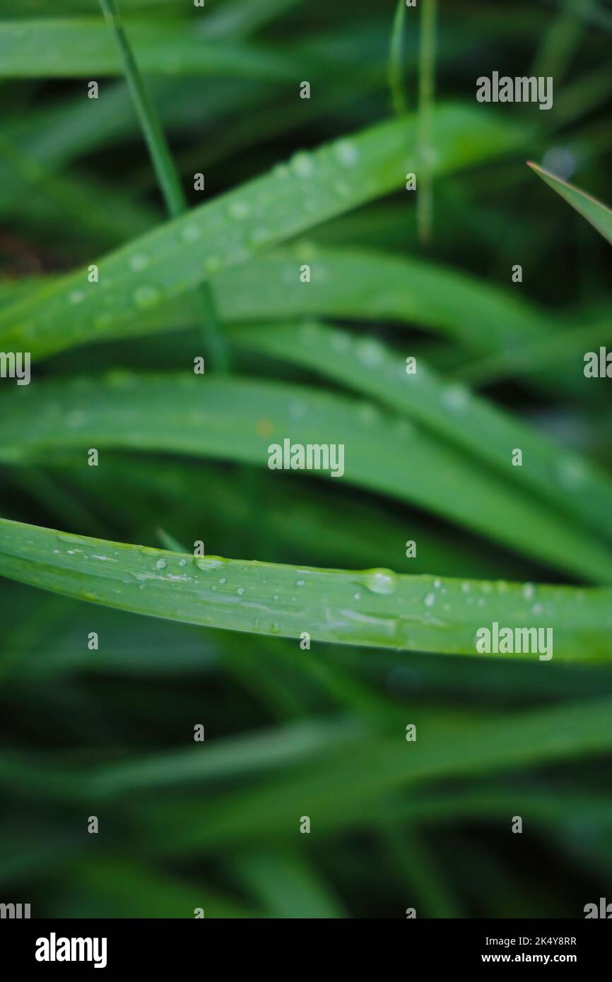 A closeup of green grass after rain with water drops Stock Photo - Alamy