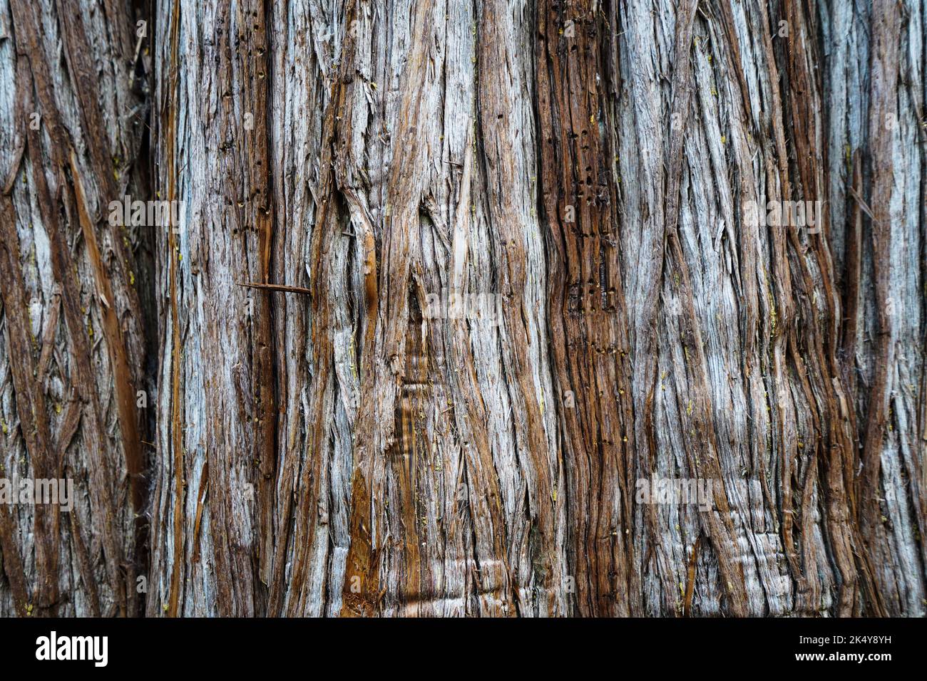 Wood bark texture Stock Photo - Alamy