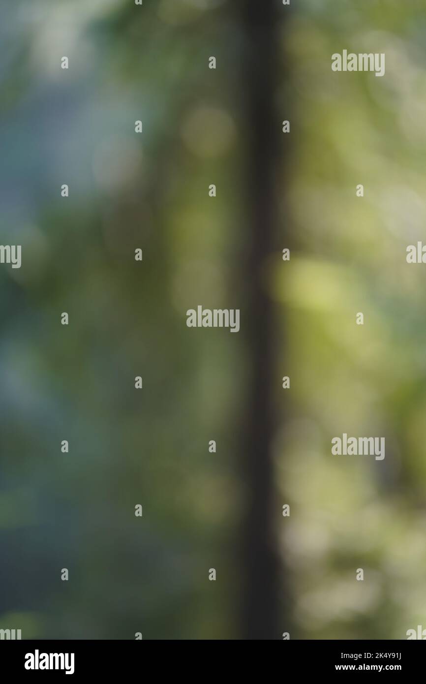 Vertical Blurry Forest background Stock Photo - Alamy