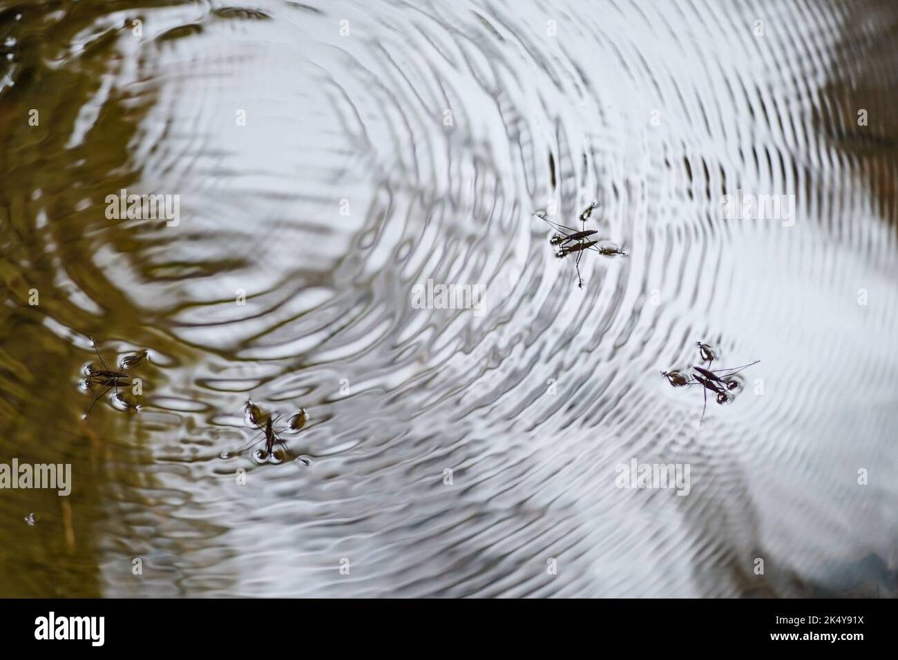 Water striders making ripples on the water Stock Photo - Alamy