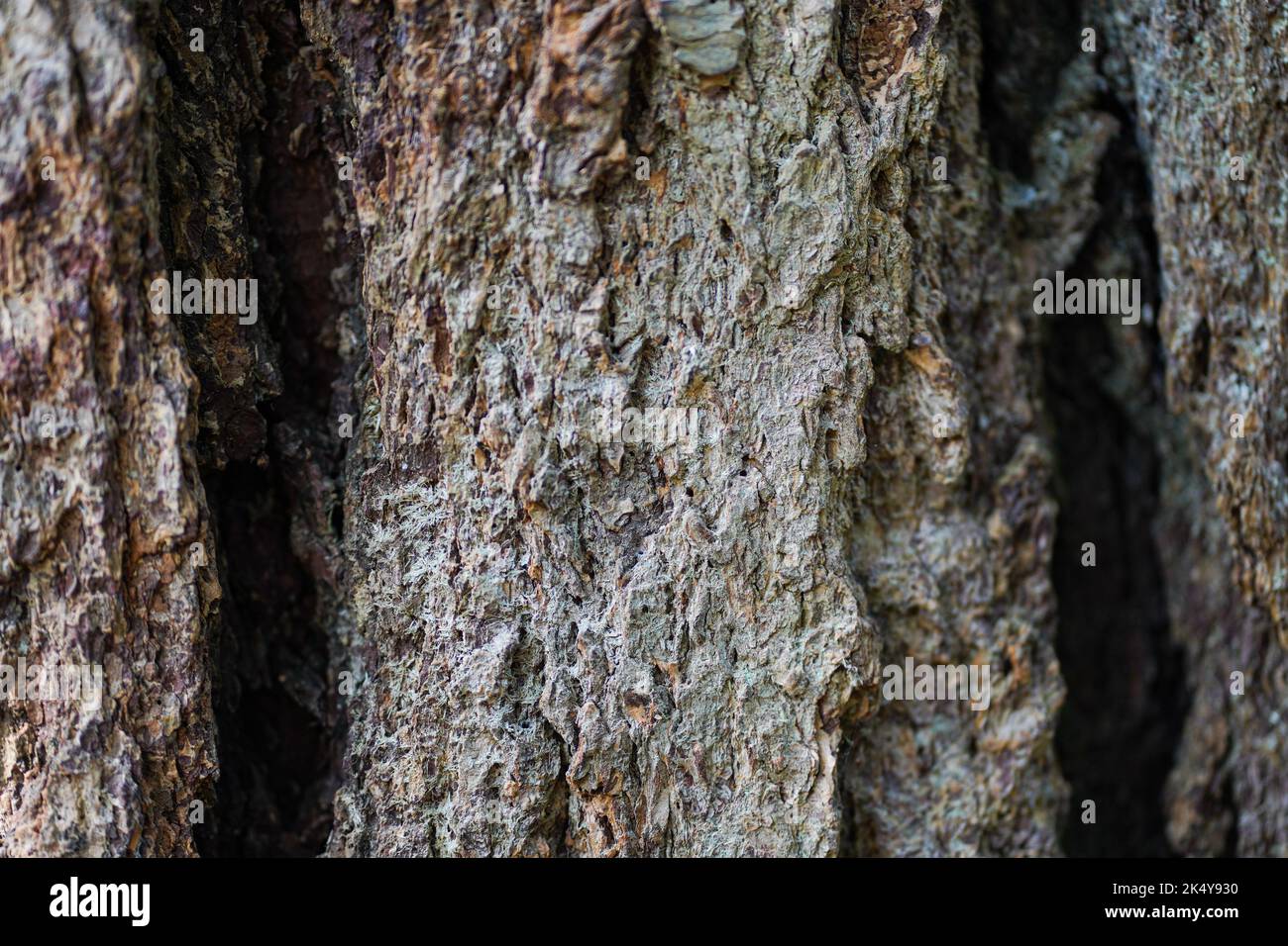 Old wood tree texture Stock Photo - Alamy