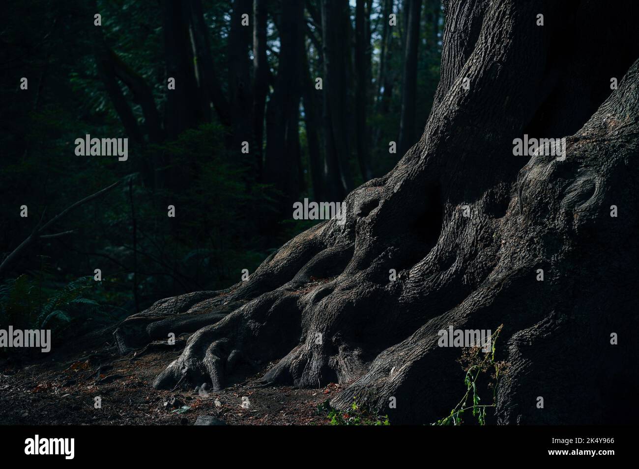 tree trunk with roots Stock Photo - Alamy