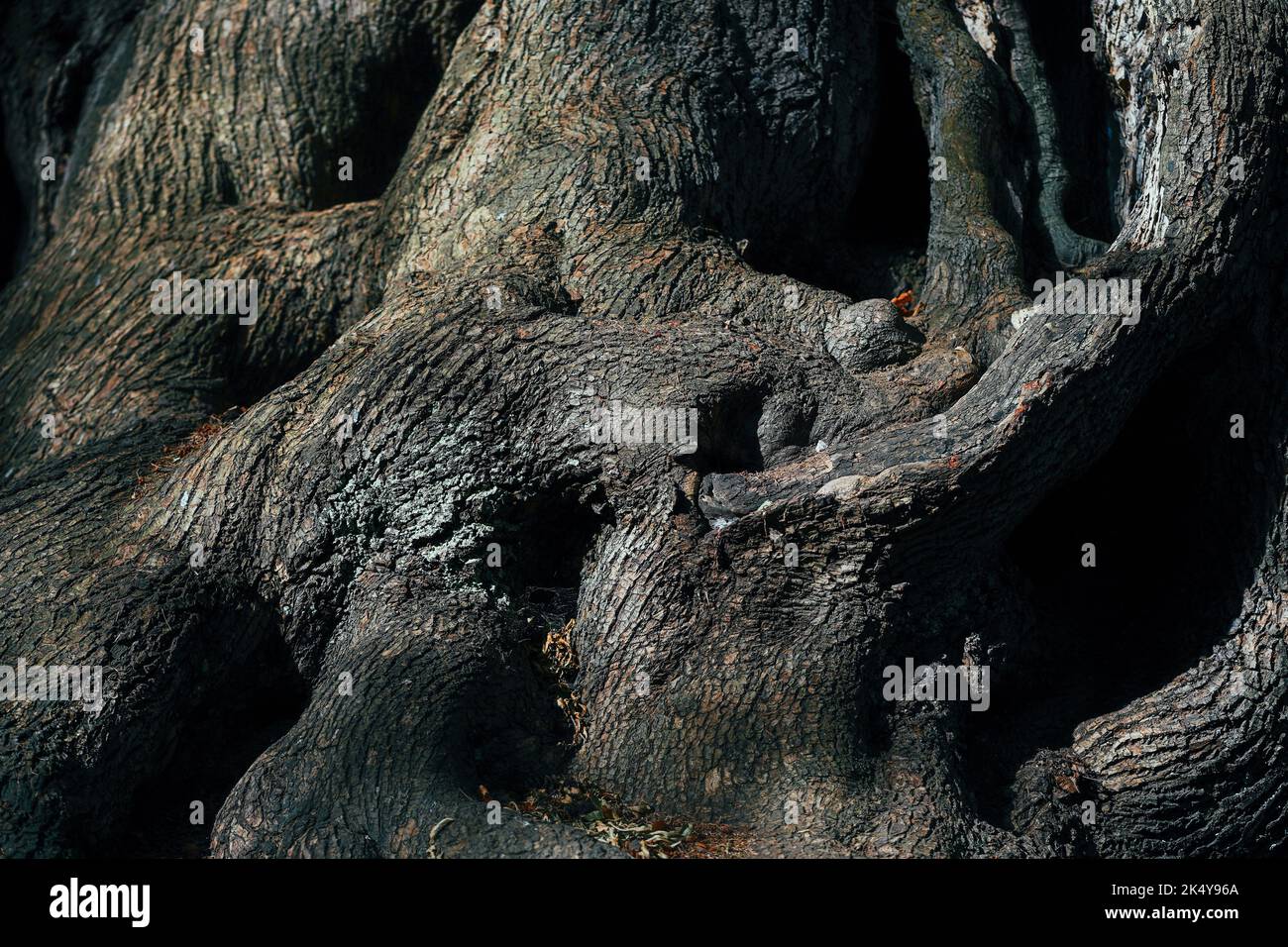Close-up of old tree roots Stock Photo - Alamy
