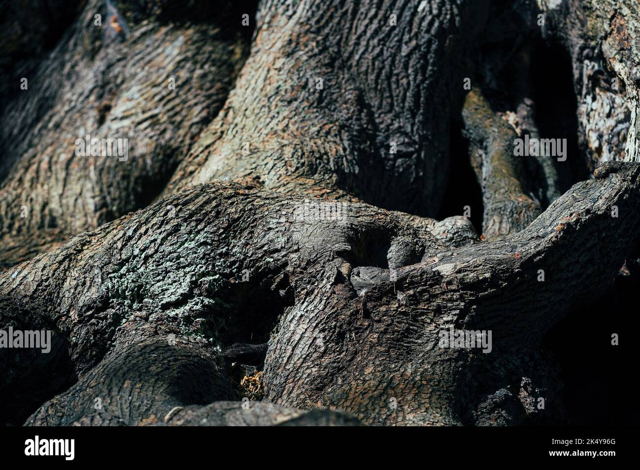 Close-up of old tree roots Stock Photo - Alamy