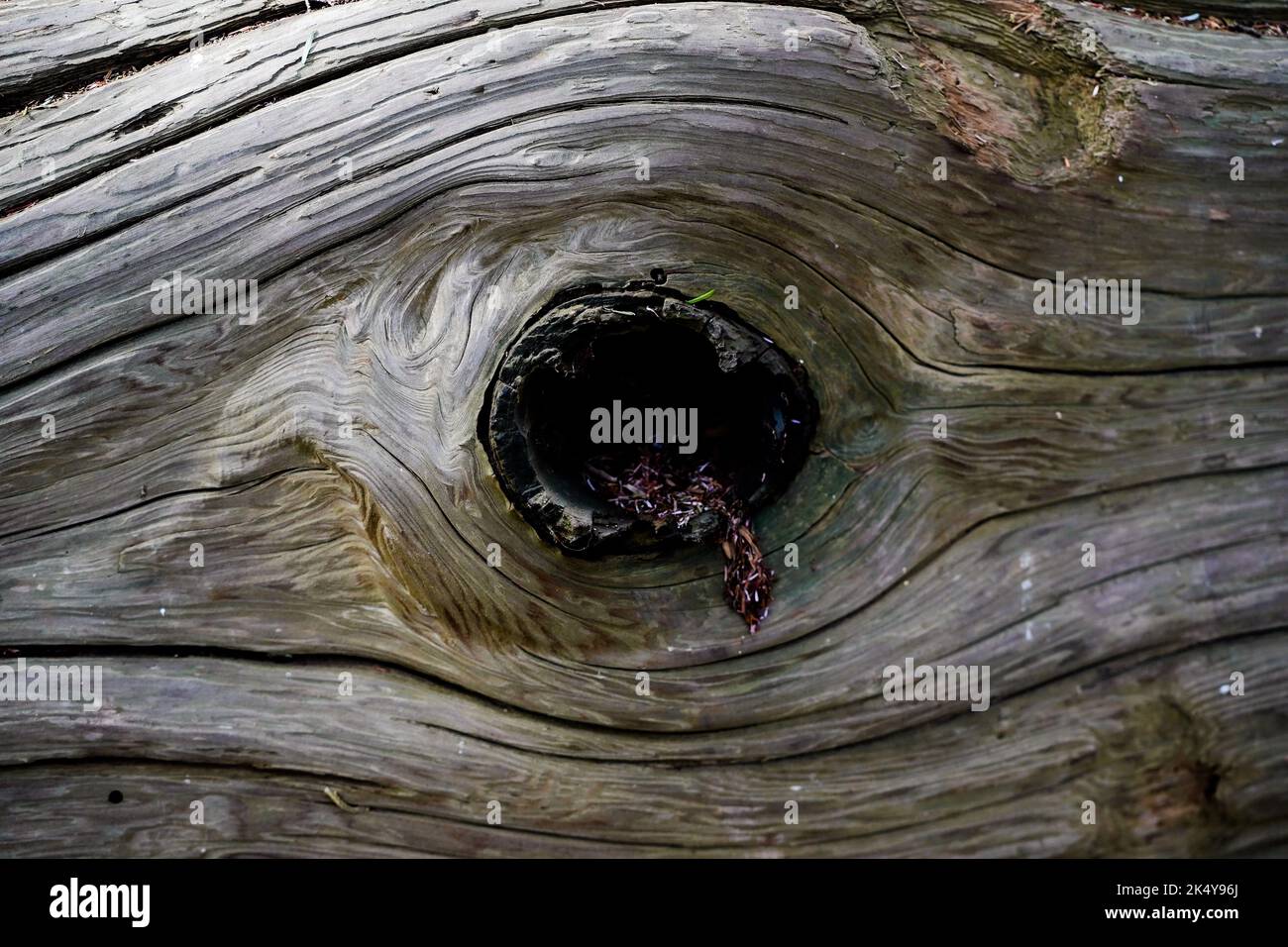Birch tree trunk knot hi-res stock photography and images - Alamy