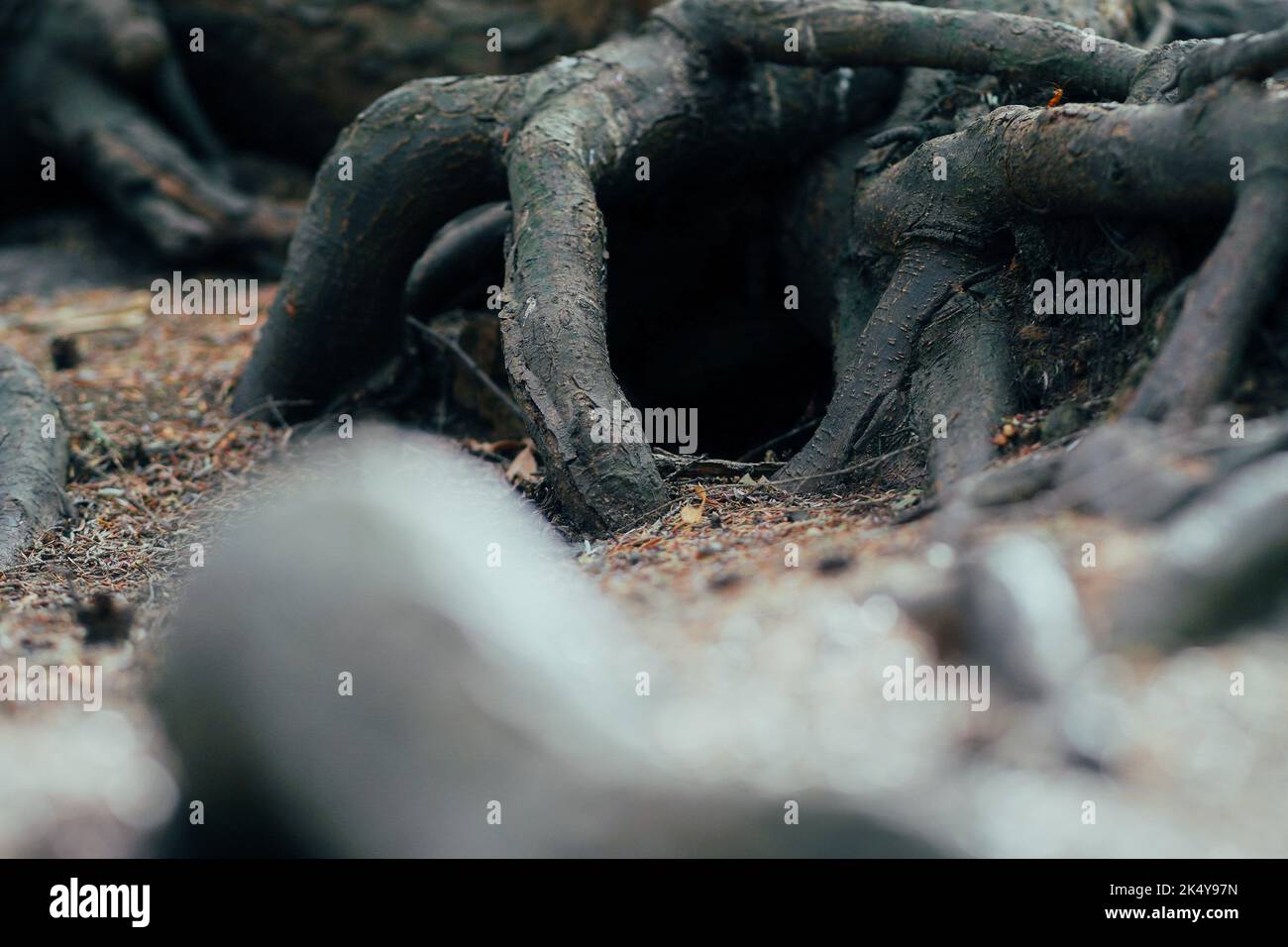 Plank roots hi-res stock photography and images - Alamy