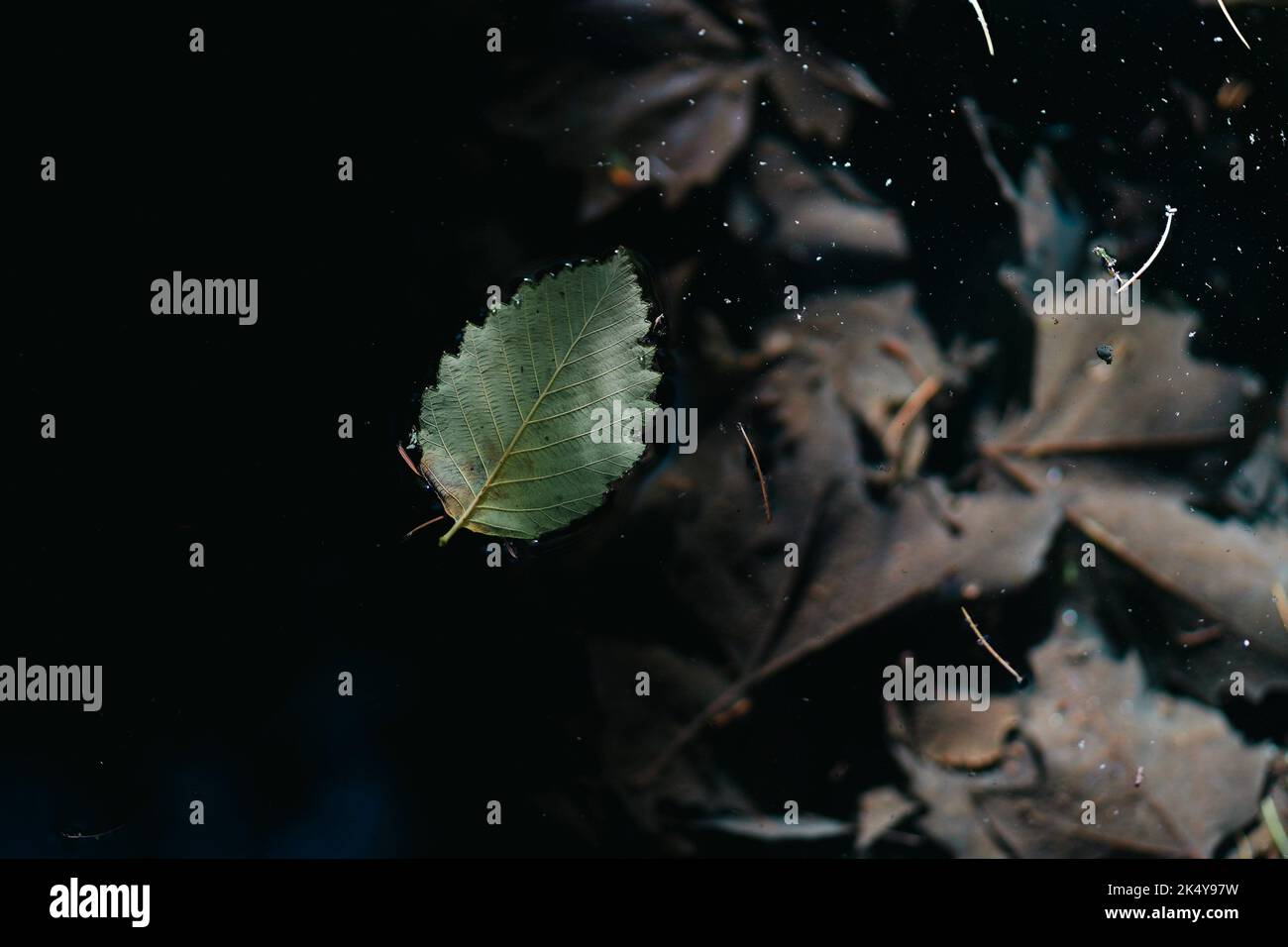 Oak leaf floating on water hi-res stock photography and images - Alamy