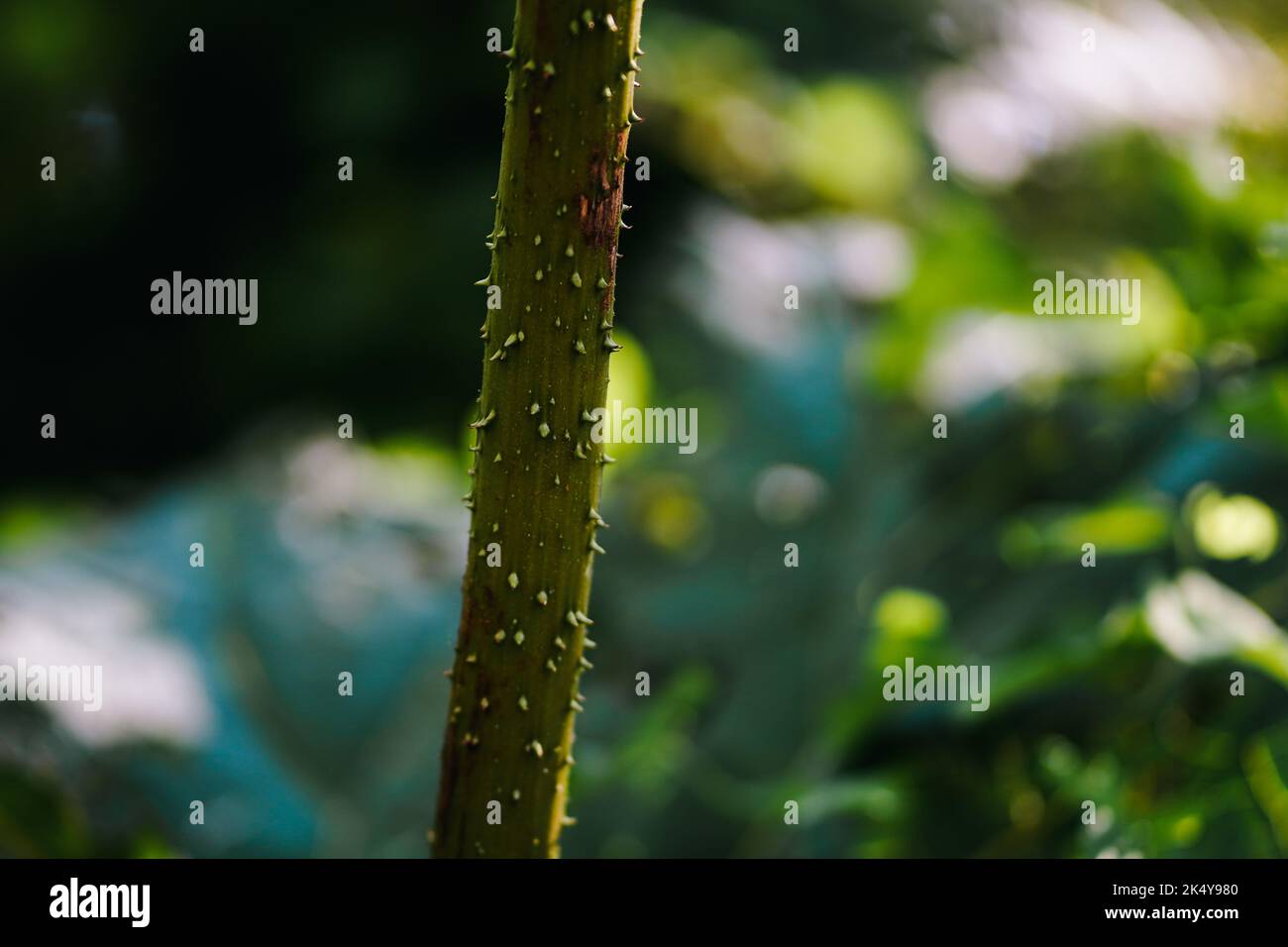 Close-up of thorns on plant's stem Stock Photo - Alamy