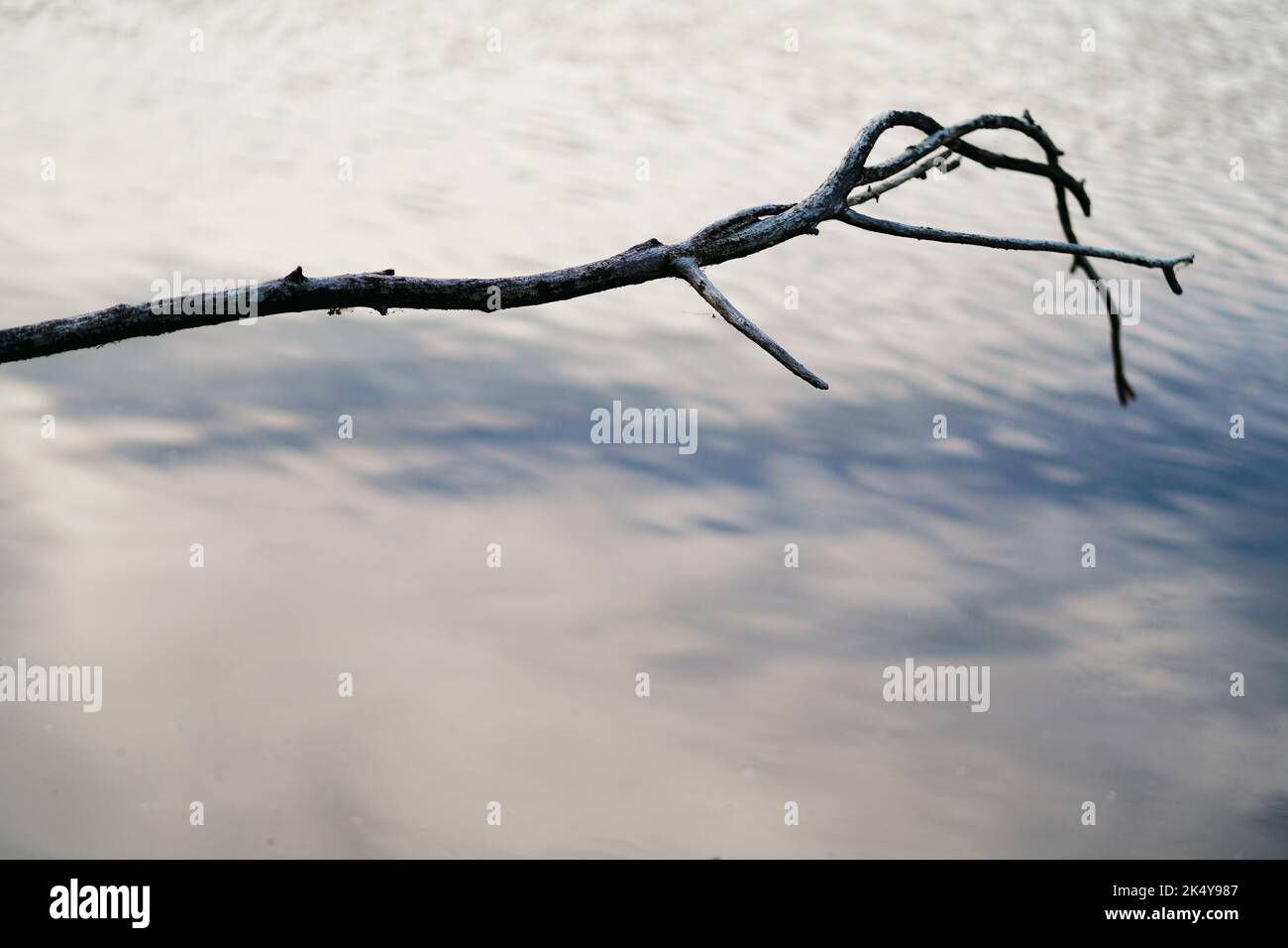 Tree branch floating on top of a pond Stock Photo - Alamy