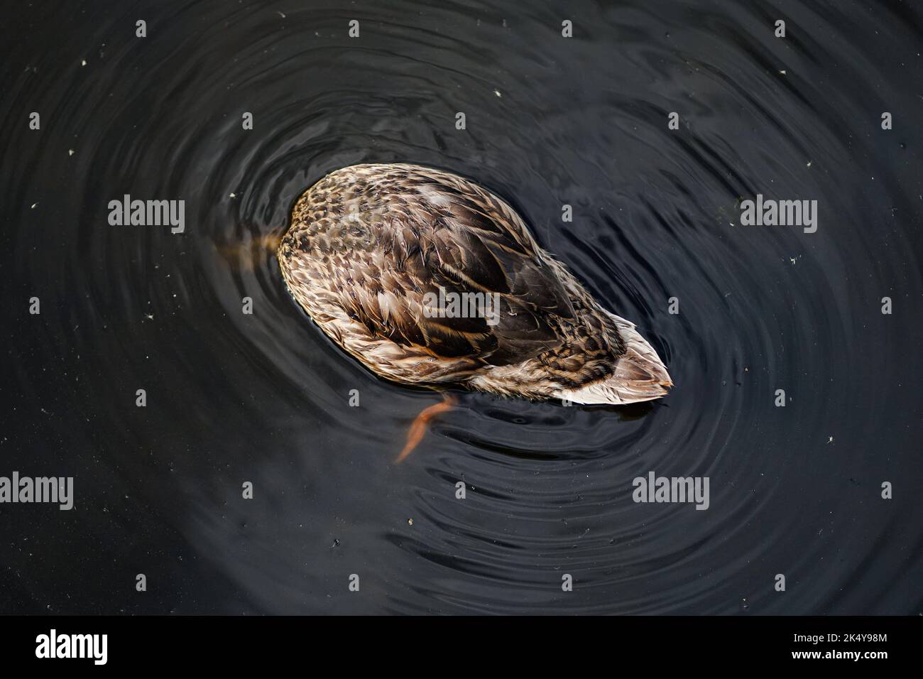 Duck dipping it's head in water Stock Photo - Alamy