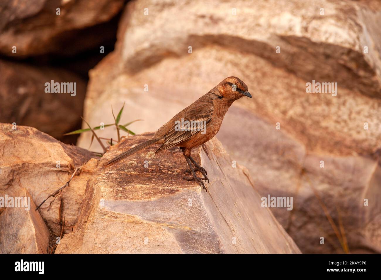 Sabiá-do-campo or Mockingbird (Mimus saturninus) is a small bird from ...