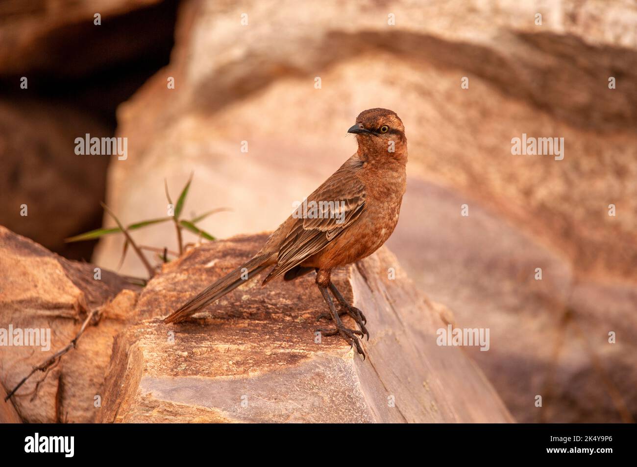 Sabiá-do-campo or Mockingbird (Mimus saturninus) is a small bird from ...
