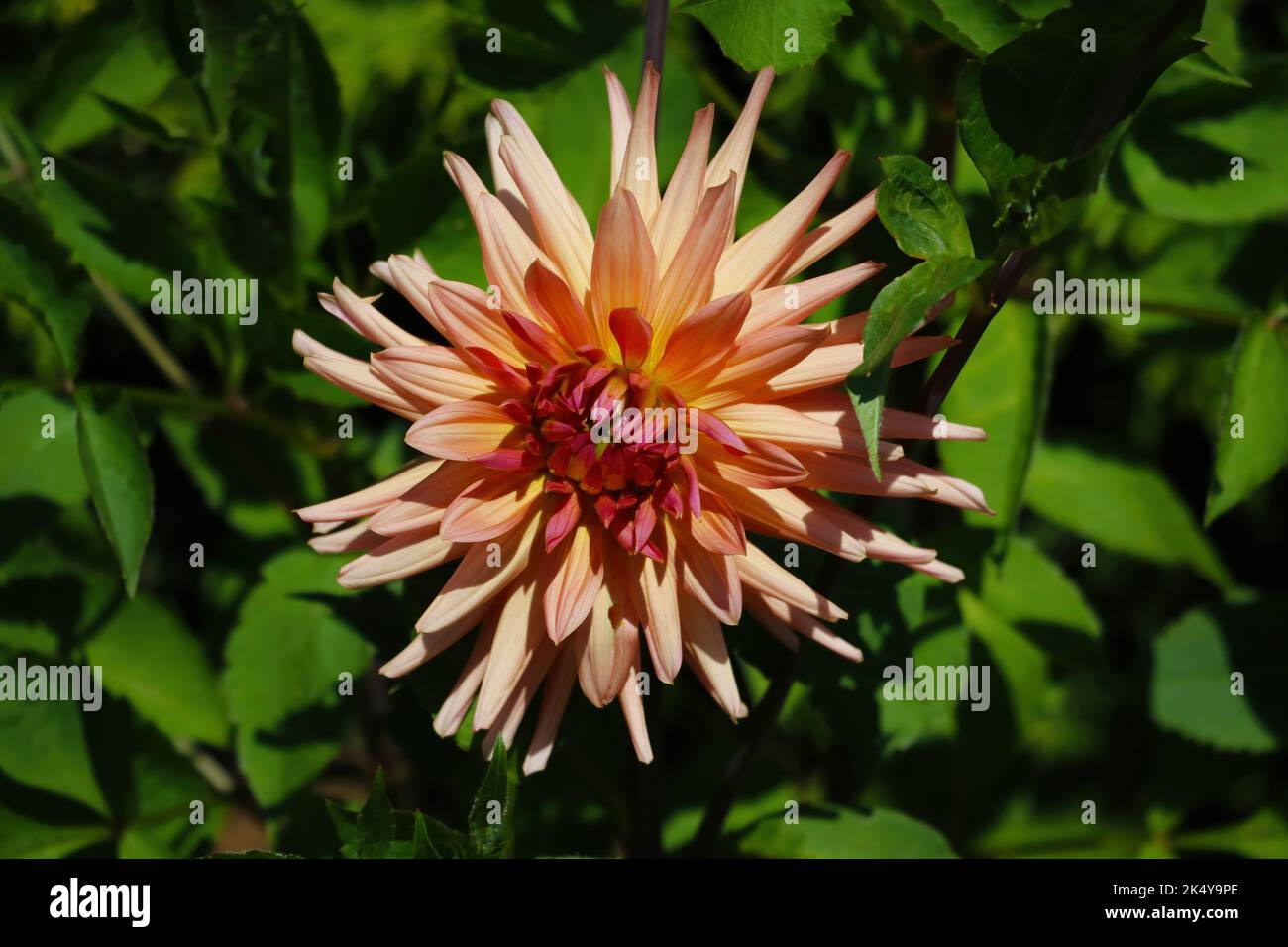 Bud Dahlia flower close up in the garden Stock Photo - Alamy