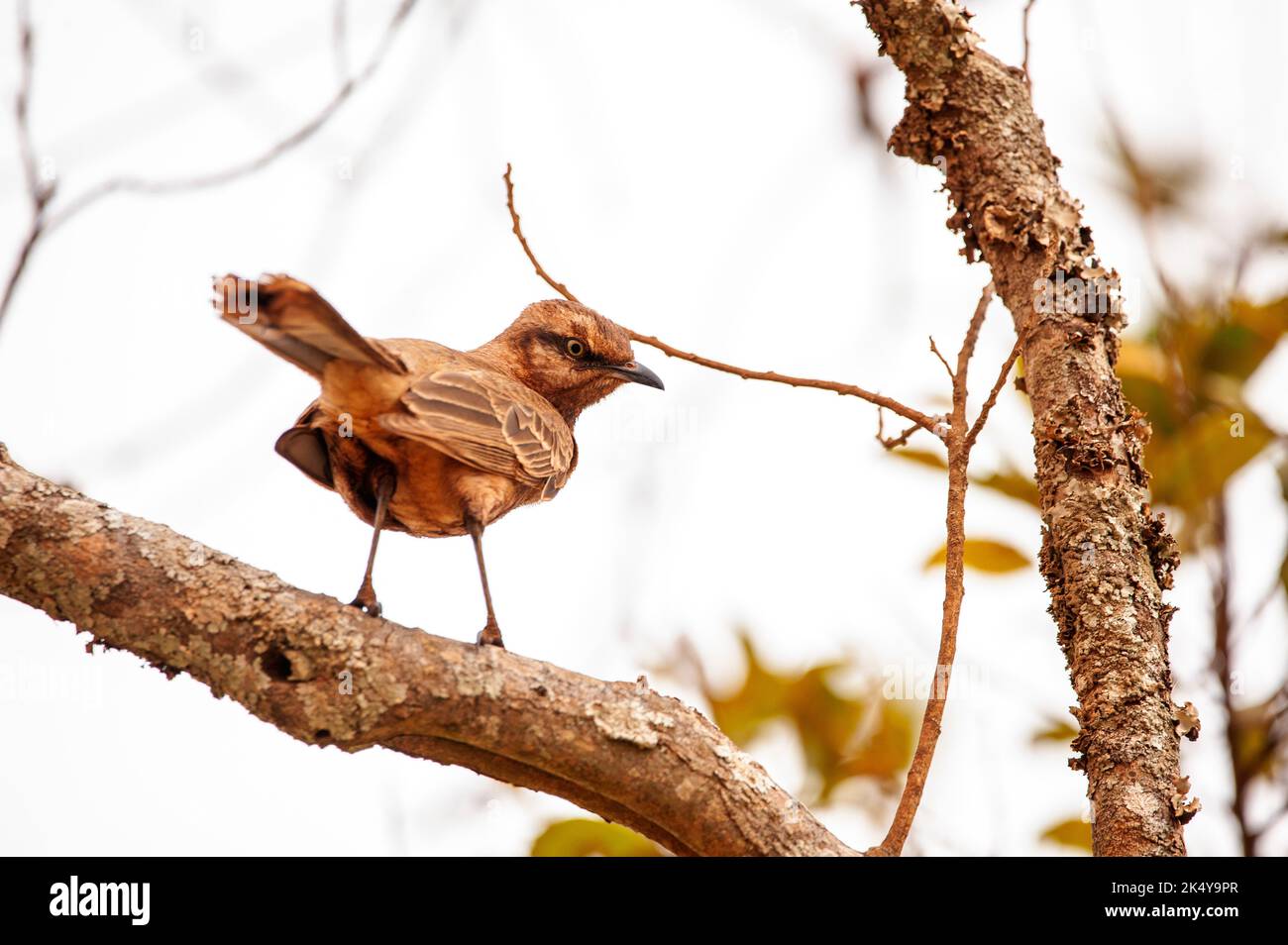 Sabiá-do-campo or Mockingbird (Mimus saturninus) is a small bird from ...