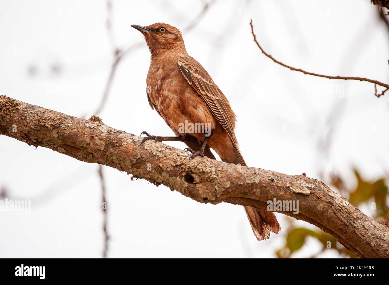 Sabiá-do-campo or Mockingbird (Mimus saturninus) is a small bird from ...