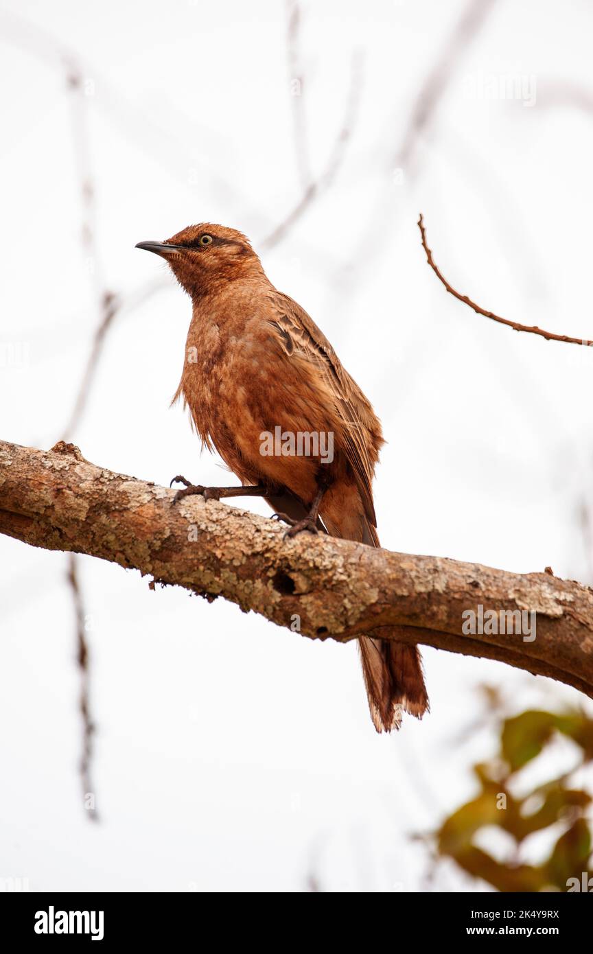 Sabiá-do-campo or Mockingbird (Mimus saturninus) is a small bird from ...