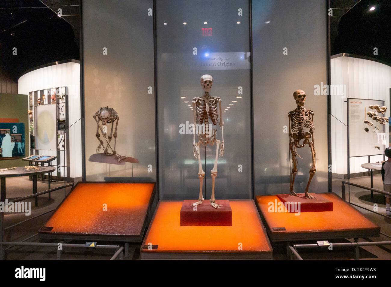 American Museum of natural history in Manhattan NYC Stock Photo - Alamy
