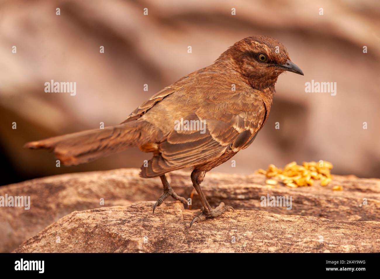 Sabiá-do-campo or Mockingbird (Mimus saturninus) is a small bird from ...