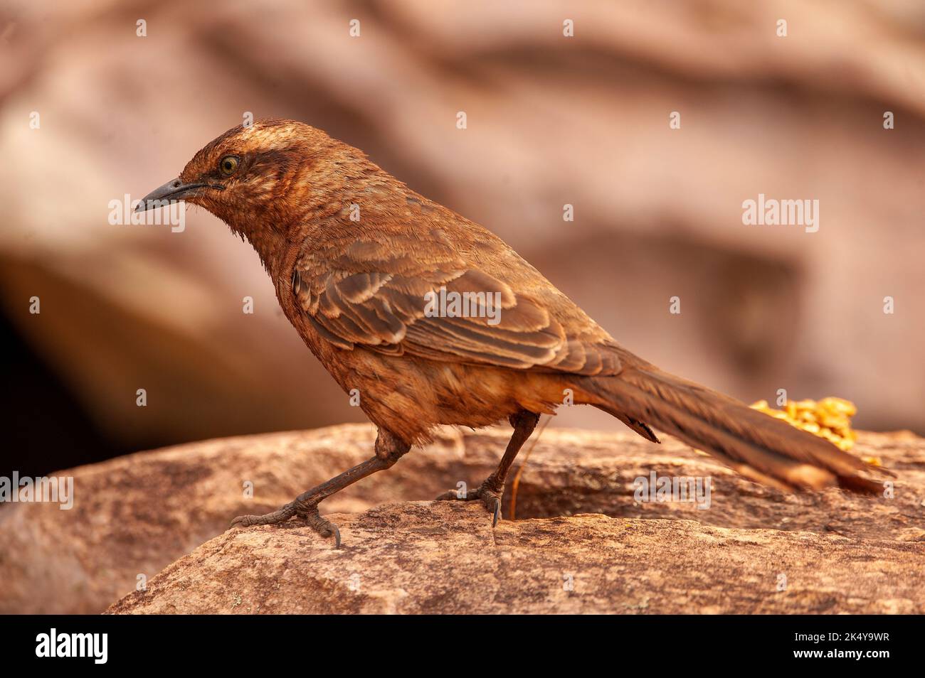 Sabiá-do-campo or Mockingbird (Mimus saturninus) is a small bird from ...