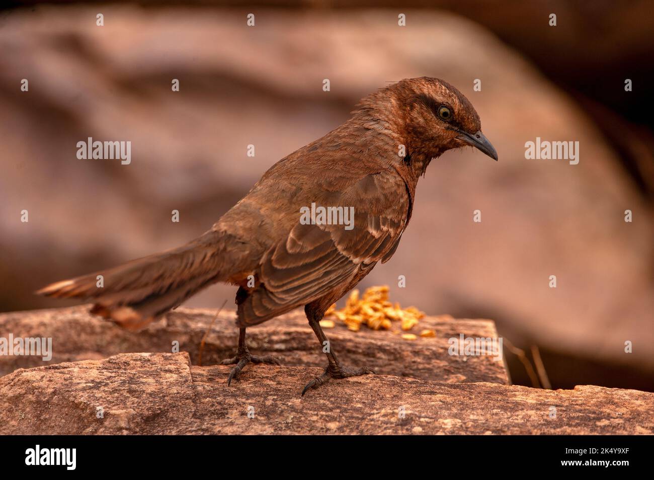 Sabiá-do-campo or Mockingbird (Mimus saturninus) is a small bird from ...