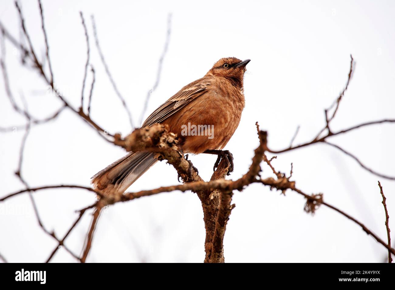 Sabiá-do-campo or Mockingbird (Mimus saturninus) is a small bird from ...