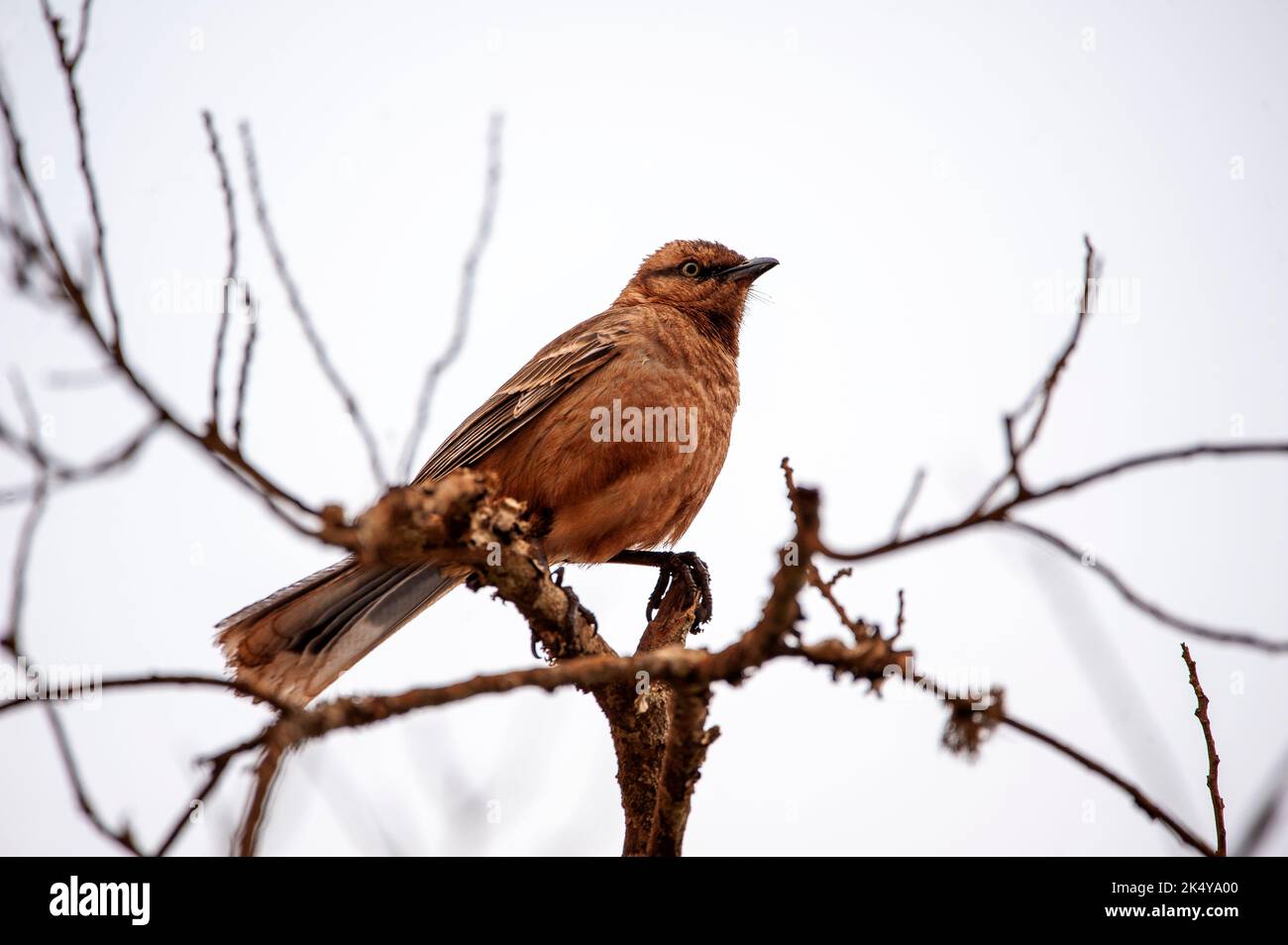 Sabiá-do-campo or Mockingbird (Mimus saturninus) is a small bird from ...