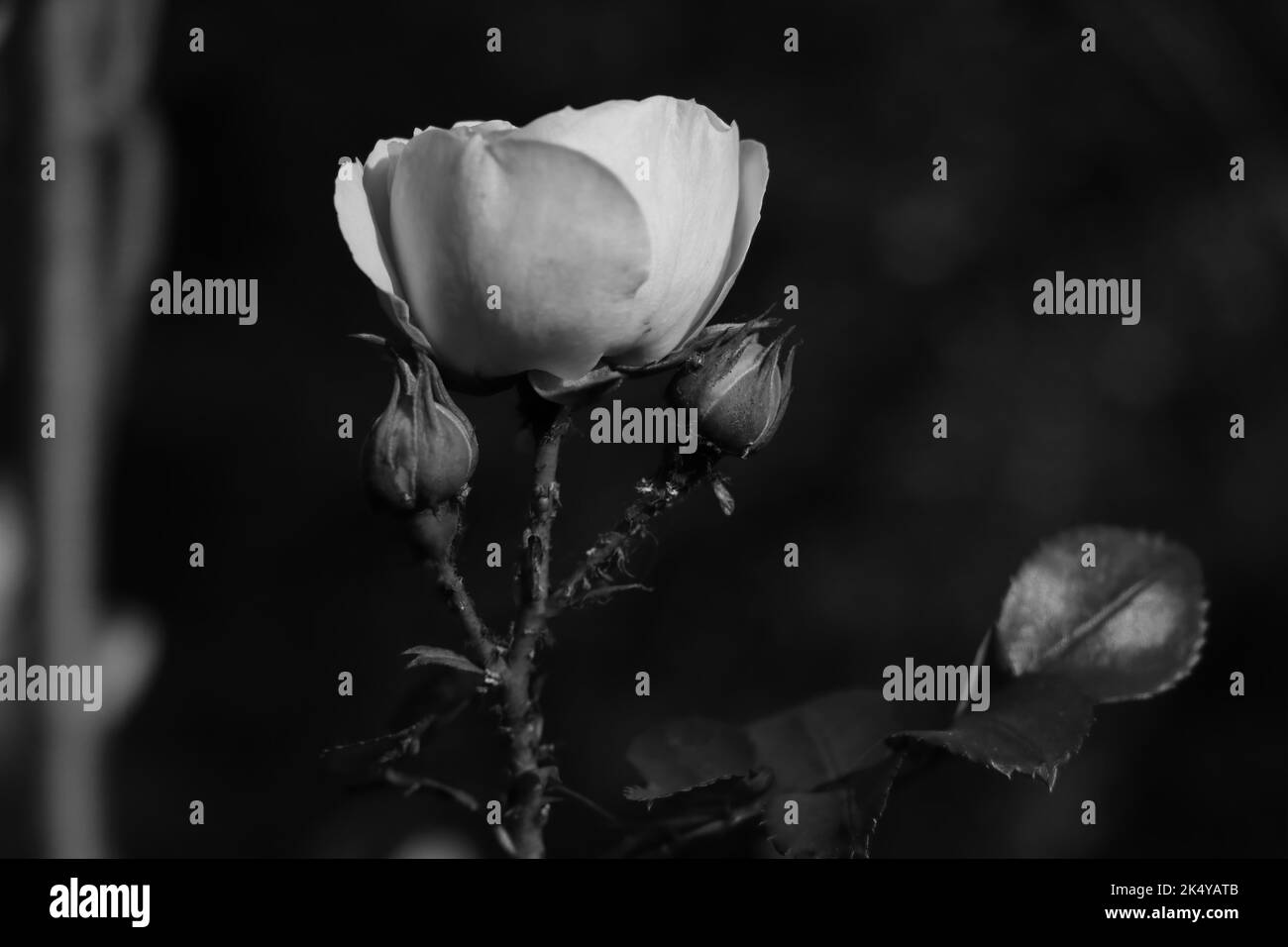 A grayscale closeup shot of a blooming rose and buds on the stem Stock ...