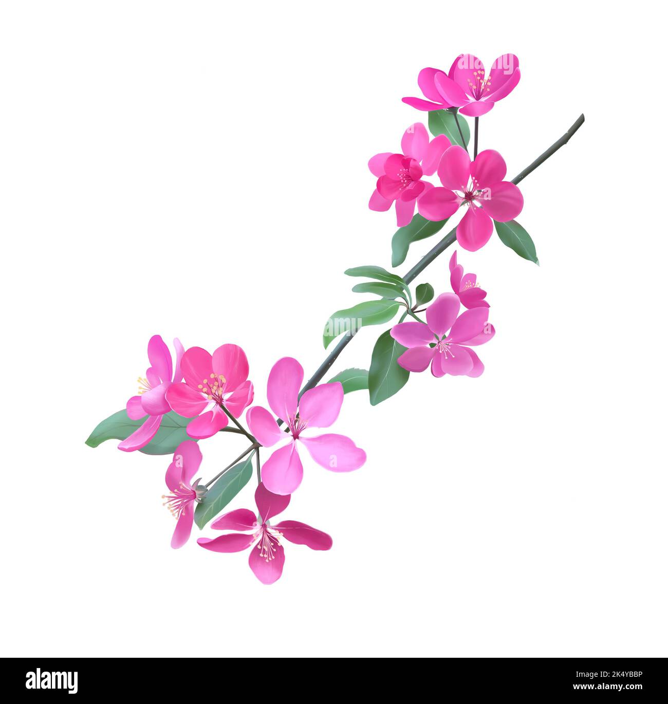 Cherry blossom branch with sakura flower. Sakura on white background ...