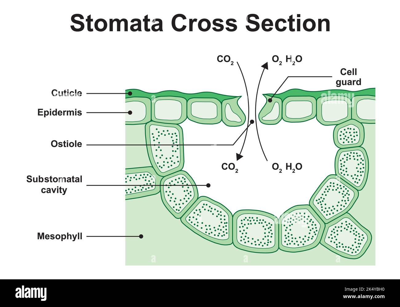 Scientific Designing of Stomata Cross Section. Colorful Symbols. Vector ...