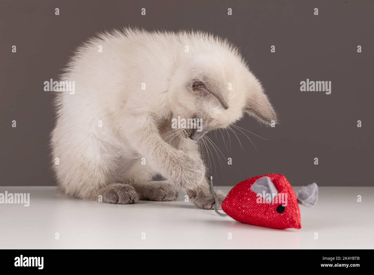 Cute beige kitten with a red fabric mouse on grey background Stock ...