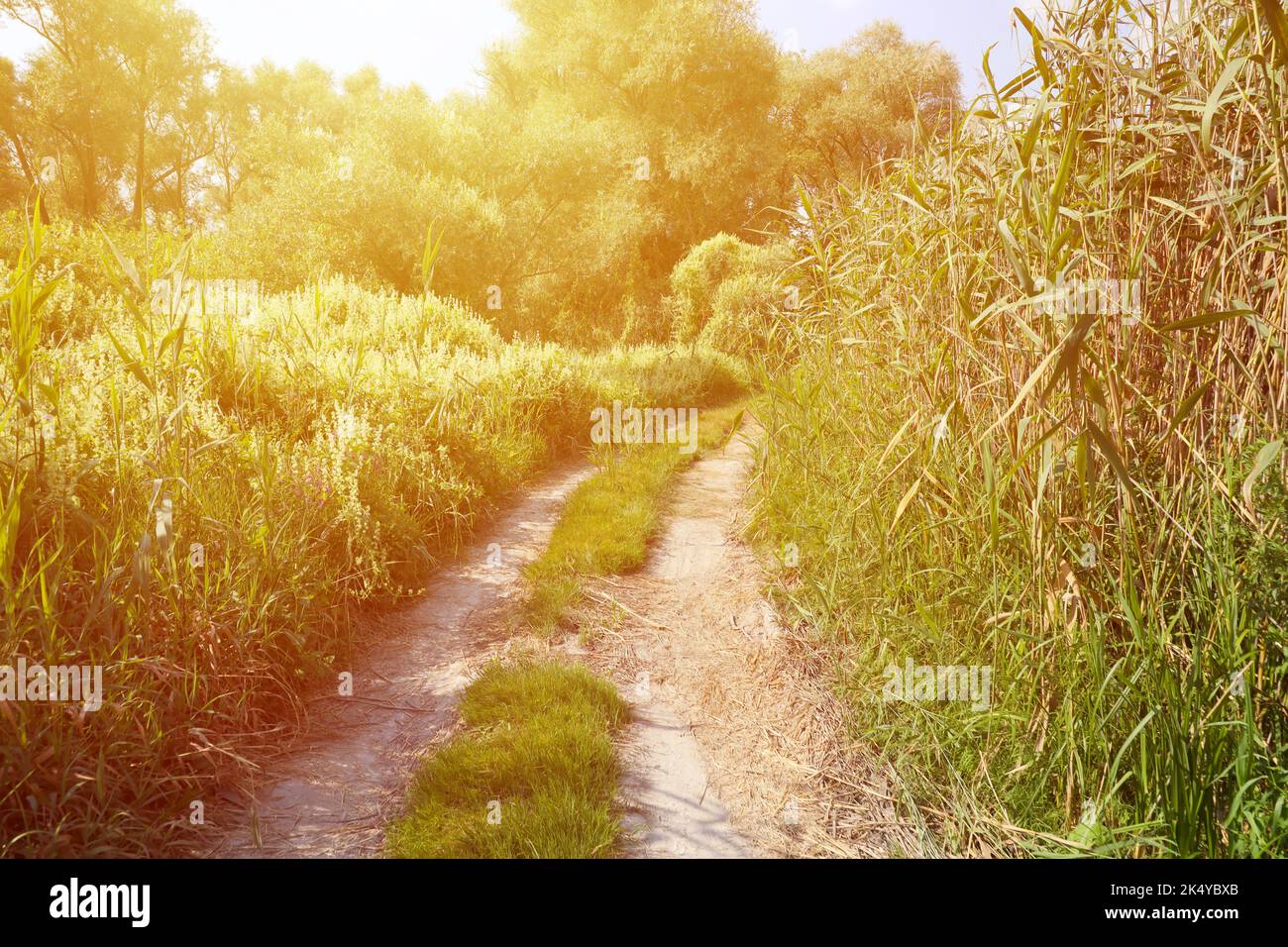 Landscape on the way in the marsh field. Dry dirt road between swamp ...