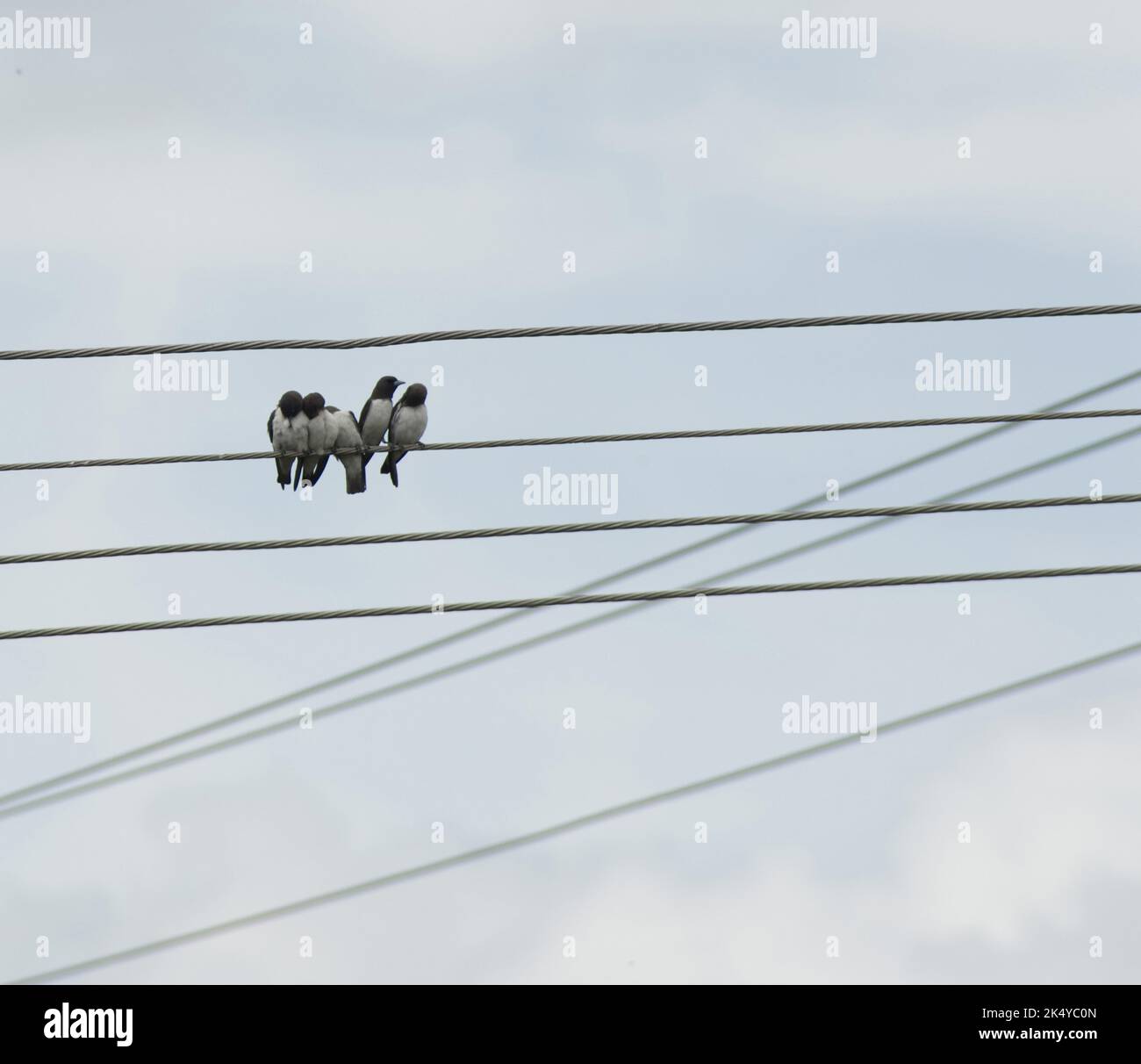 Birds huddled hi-res stock photography and images - Alamy