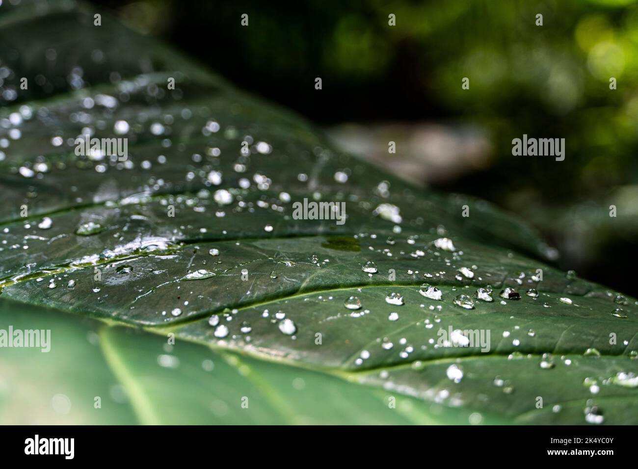 water drops on colomo leaf very large size leaf, mexico Stock Photo - Alamy