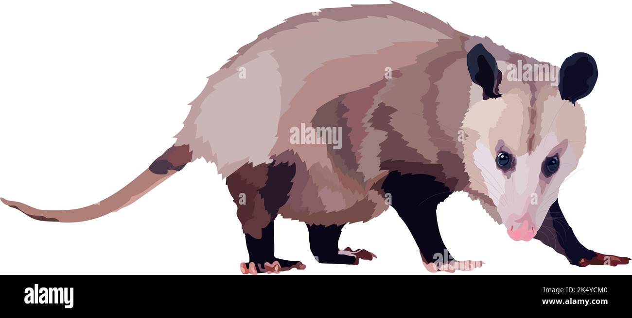 Realistic North American opossum vector illustration wild animal Stock Vector Image & Art - Alamy