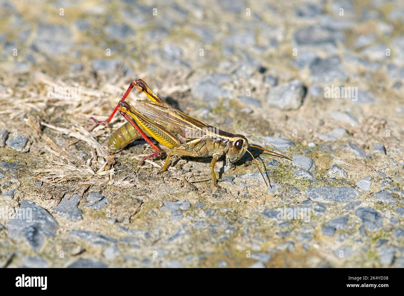 Female Red-legged Grasshopper (Melanoplus femurrubrum) laying eggs on ...