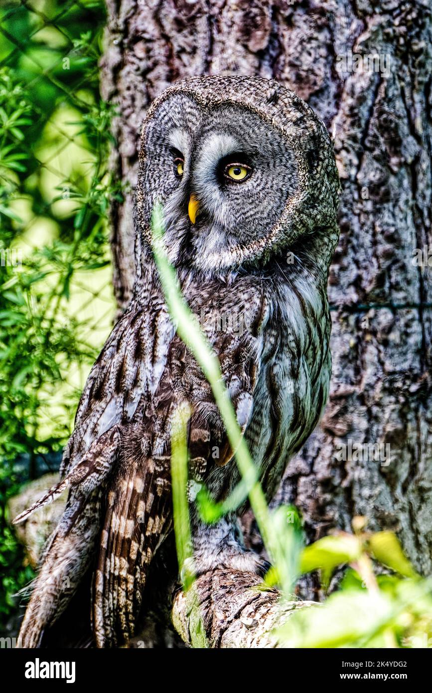 Eulen baum hi-res stock photography and images - Alamy