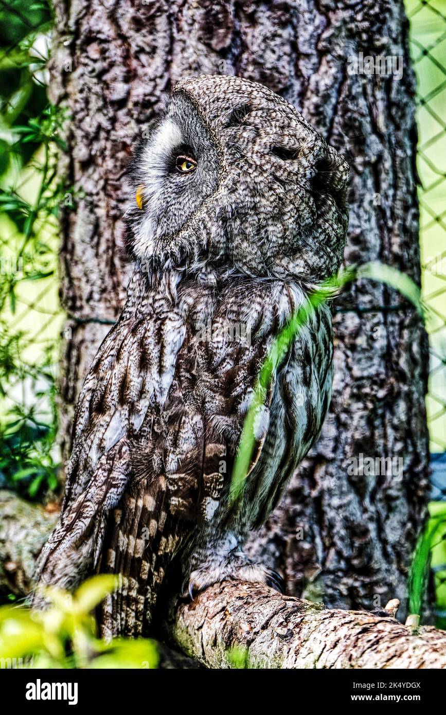 Eulen baum hi-res stock photography and images - Alamy