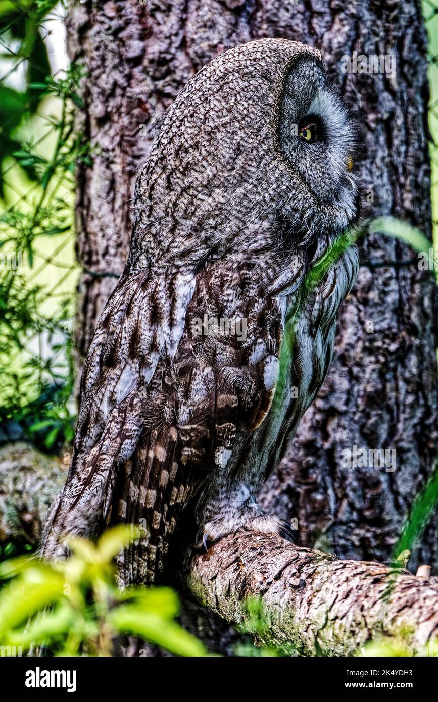 Eulen baum hi-res stock photography and images - Alamy