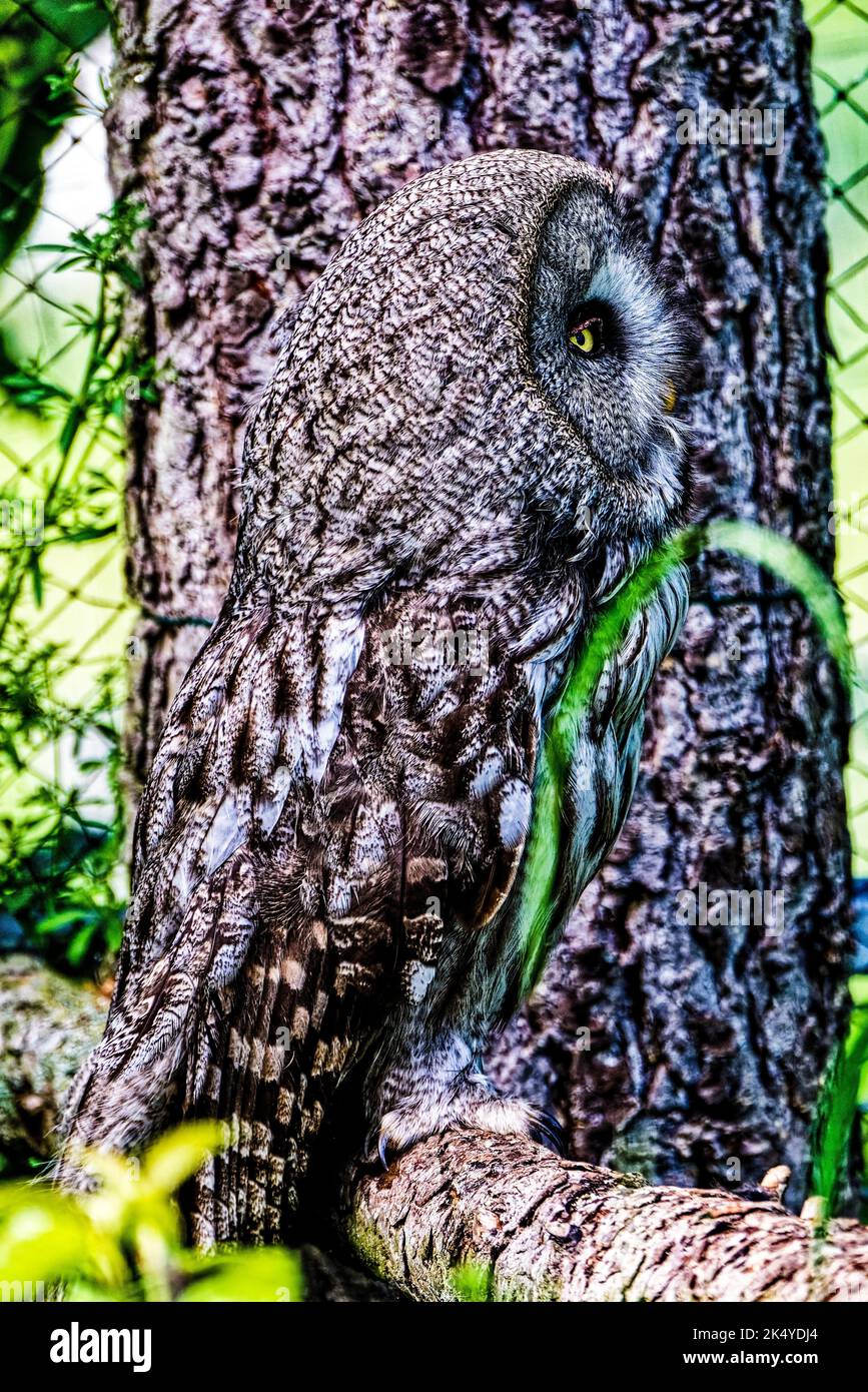 Eulen baum hi-res stock photography and images - Alamy