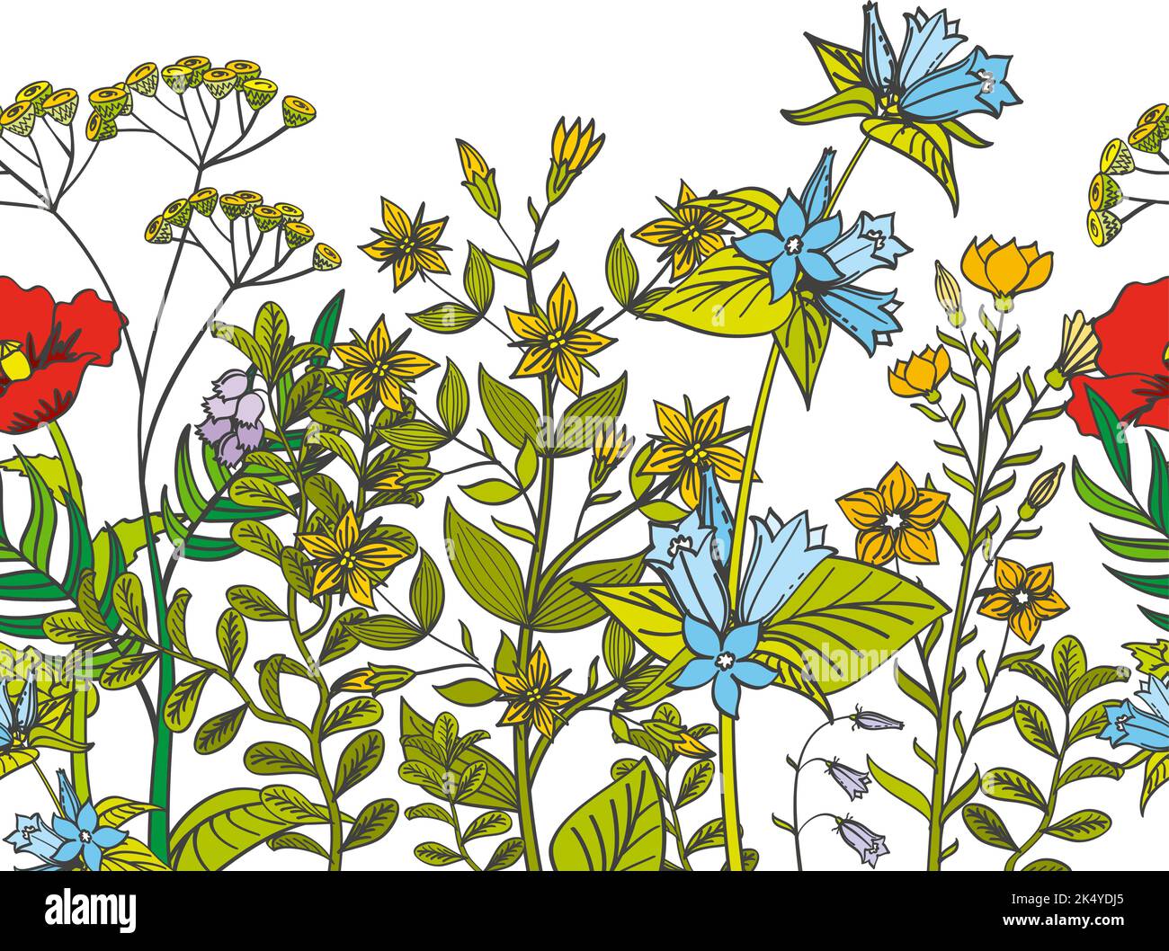 Growing herbs. Meadow plants color botanical border Stock Vector Image ...